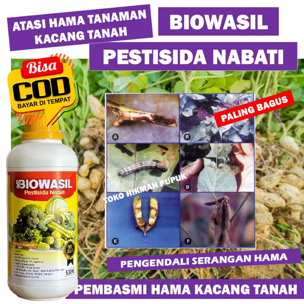Jual Insektisida Hama Ulat Kacang Tanah Paling Bagus BIOWASIL Pestisida ...