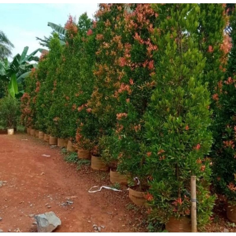Jual Tanaman pucuk merah, Tinggi 3 sampai 4 meter, pohon pagar bentuk ...