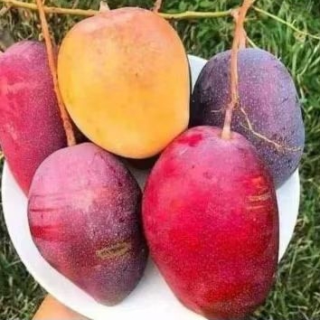Jual Mangga Garifta Merah 1 Kg ( Ukuran Besar ) | Shopee Indonesia