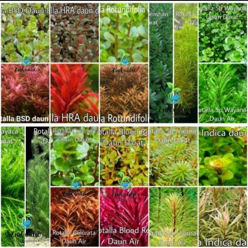 Jual paket 100 batang 10 jenis tanaman aquascape | Shopee Indonesia