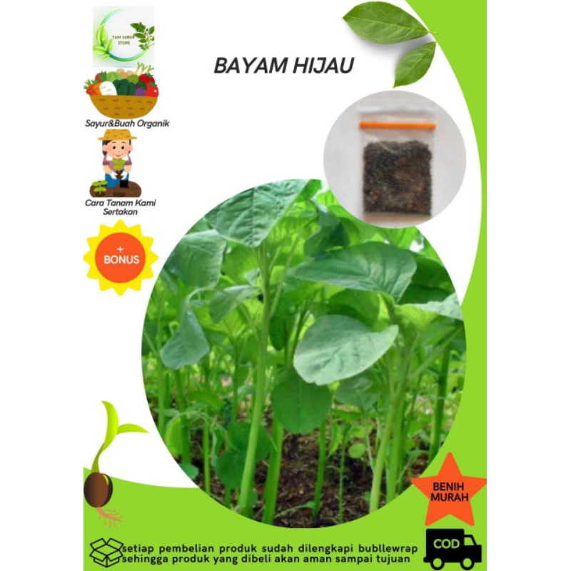 Jual Benih Bayam Hijau "Maestro Panah Merah" Repack Ziplock Isi 500 ...