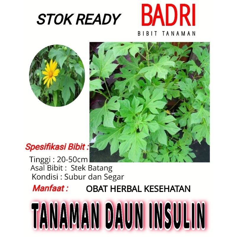 Jual Bibit Tanaman Herbal Pohon Daun Insulin ( beli 5 gratis 1 ...