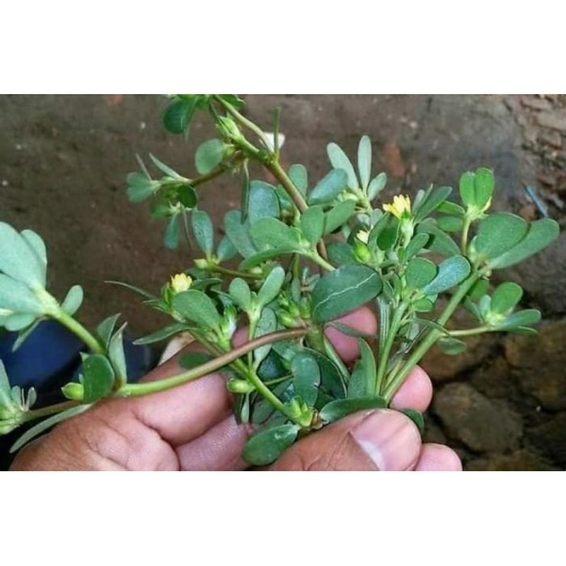 Jual daun krokot sawah/krokot hijau/daun gelang biasa/makanan jangkrik ...