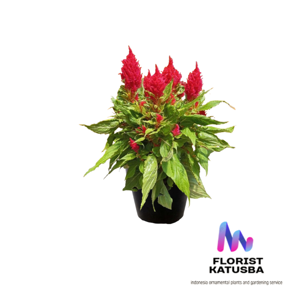 Jual tanaman hias bunga jengger ayam merah - Celosia cristata tanaman ...