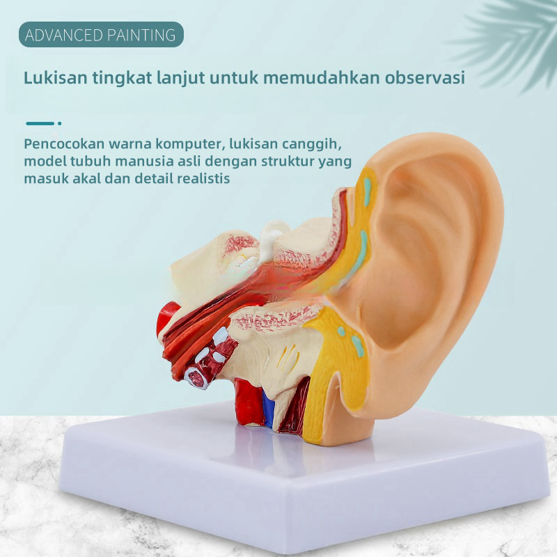 Jual 1,5 Kali Ukuran Hidup Model Anatomi Telinga Manusia Model ...