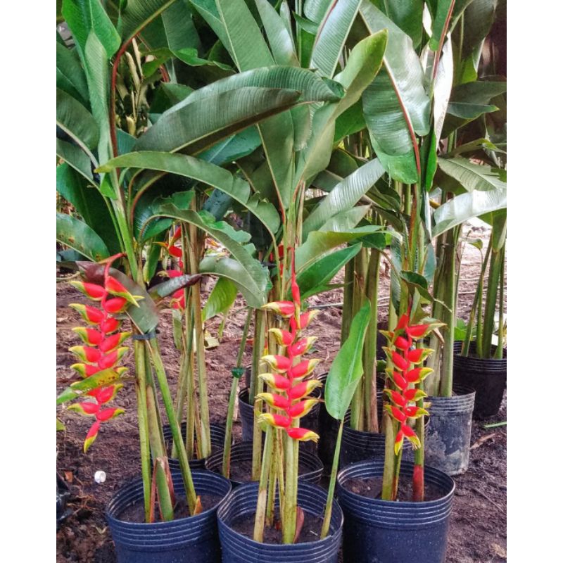 Jual Tanaman Bunga Heliconia / Tanaman Hias Pisang - Pisangan Oren ...