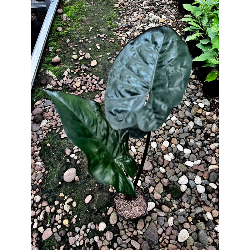 Jual Tanaman hias sente / talas hitam | Shopee Indonesia