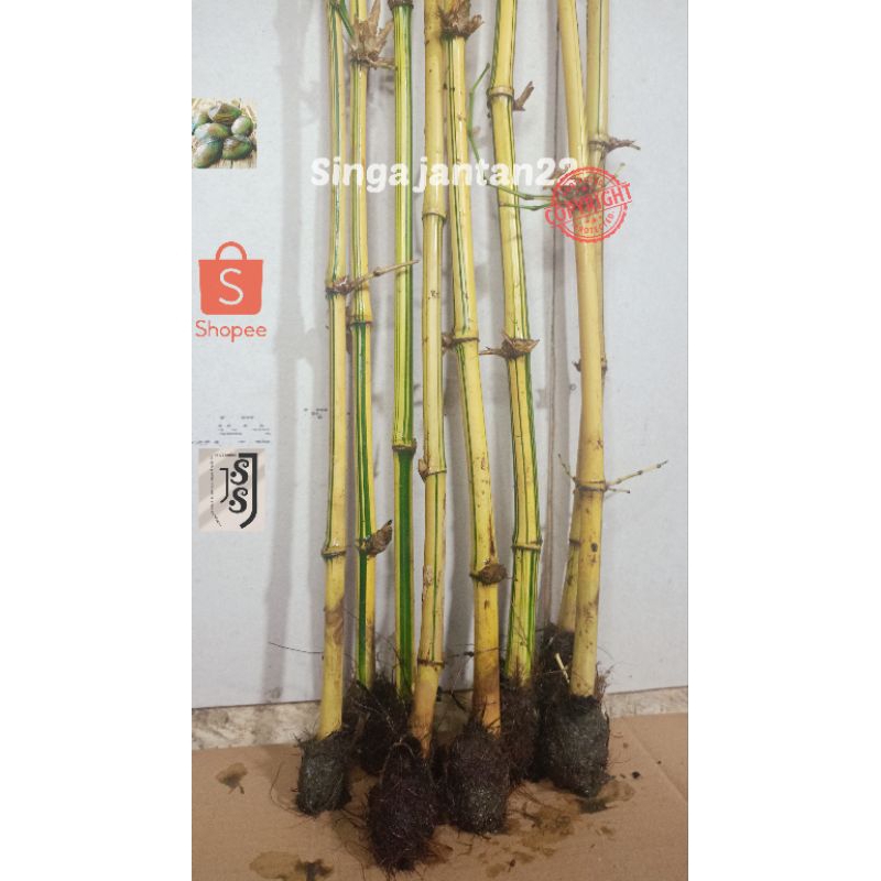 Jual Bambu kuning hias 50 cm hiasan tanam dan halaman bisa juga untuk ...