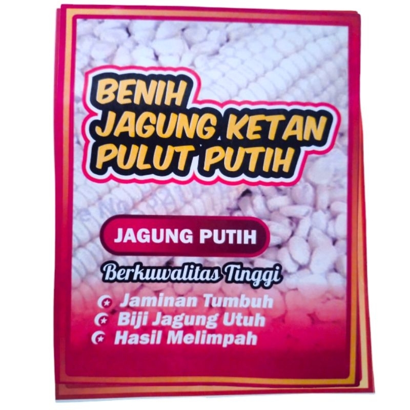 Jual BENIH JAGUNG PUTIH KETAN PULUT PUTIH SUPER 1KG SIAP TANAM | Shopee ...