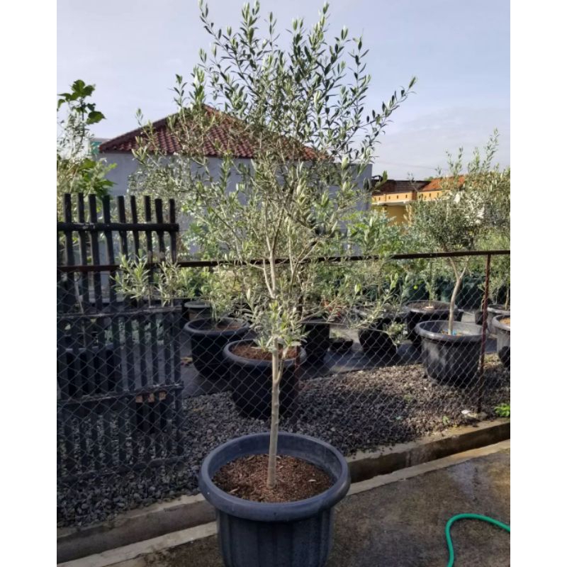 Jual Pohon olive tree atau pohon zaitun tinggi 2 meter | Shopee Indonesia
