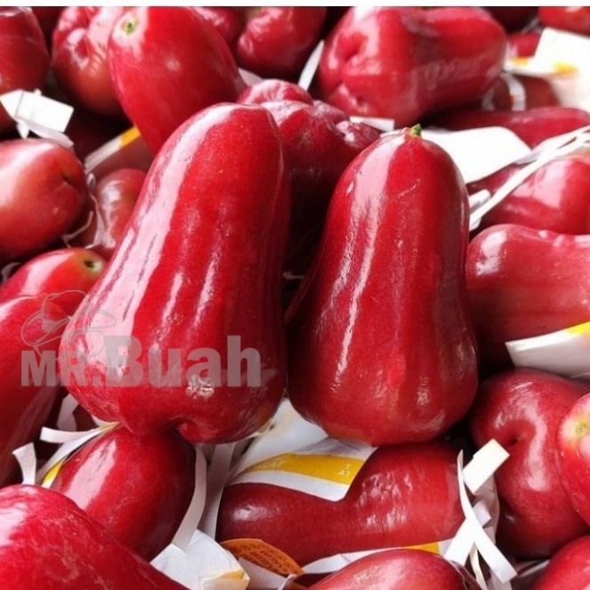 Jual BUAH JAMBU AIR CITRA 1KG | Shopee Indonesia