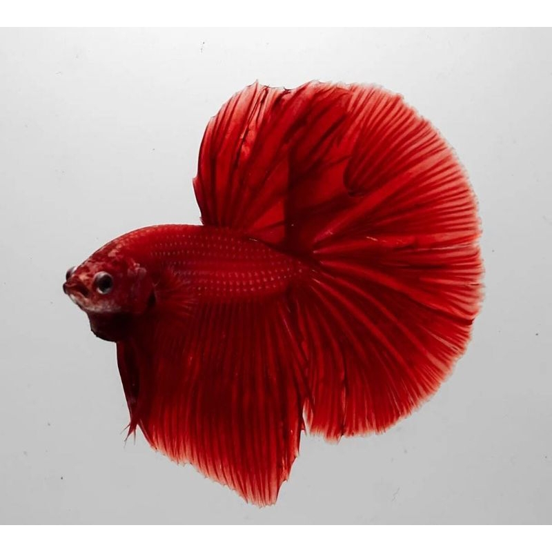 Jual Ikan Cupang Halfmoon Super Red Grade Fancy Quality | Shopee Indonesia