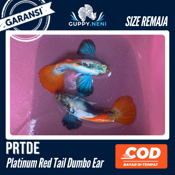 Jual Ikan Guppy PRTDE (Platinum Red Tail Dumbo Ear) | Shopee Indonesia