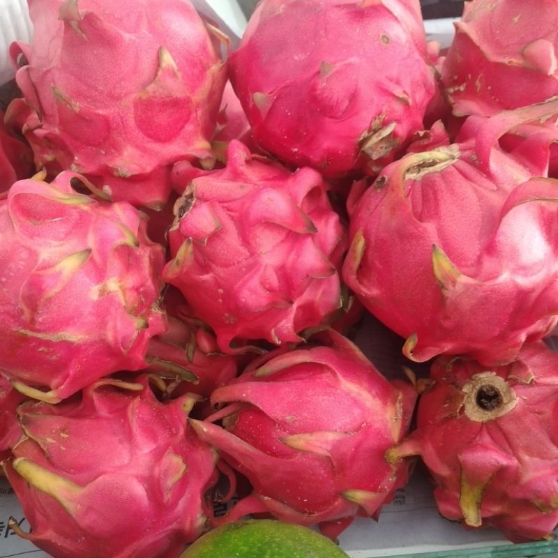 Jual buah naga merah manis 1kg | Shopee Indonesia