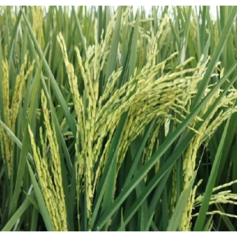 Jual BENIH BIBIT PADI SATRIA 09 BERKUALITAS KEMASAN 5KG | Shopee Indonesia