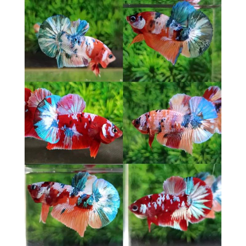 Jual pakan ikan hias cupang Giant multi sepair BO 2-3 cm | Shopee Indonesia