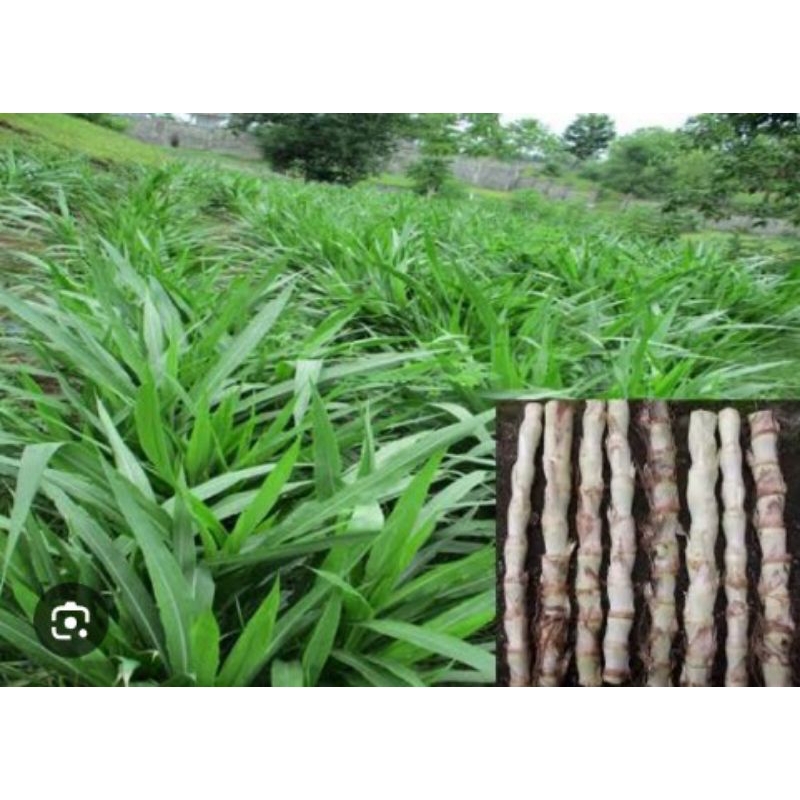 Jual Bibit stek rumput odot 1kg | Shopee Indonesia