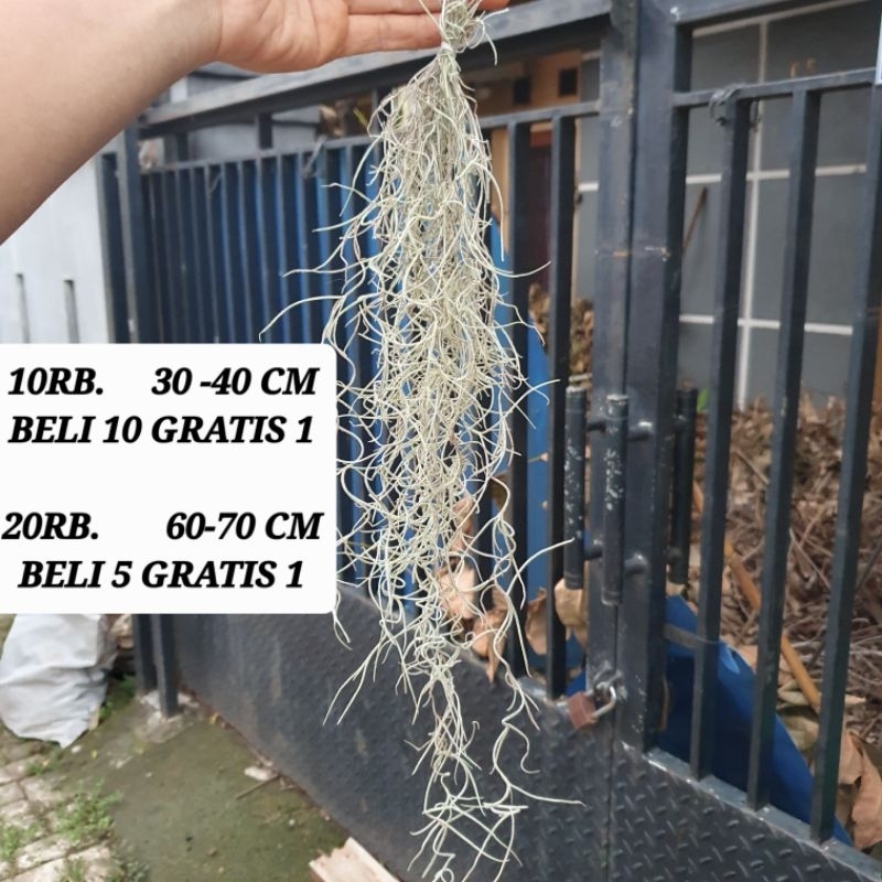 Jual Janggut Musa Jenggot Musa Panjang 30-40cm dan 70-80cm | Shopee ...