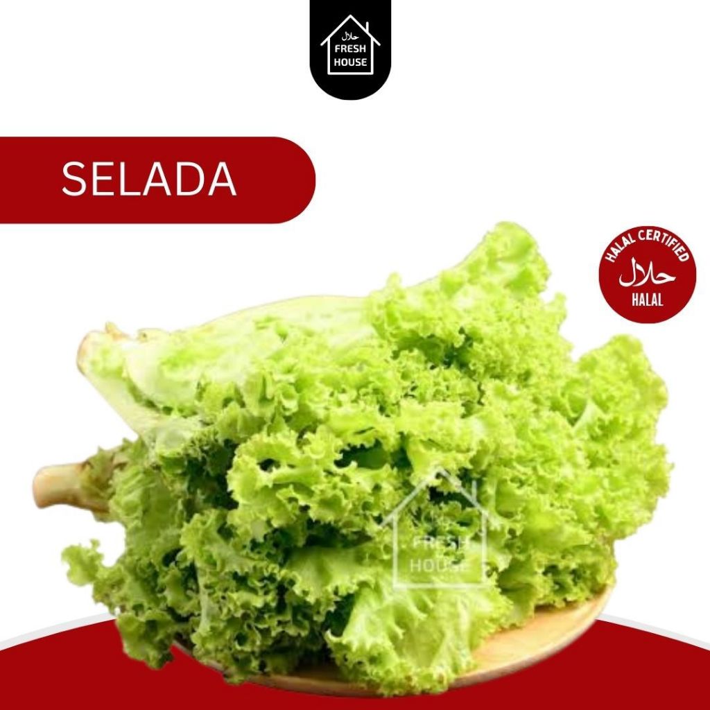 Jual HIDROPONIK SELADA KERITING FRESH | Shopee Indonesia