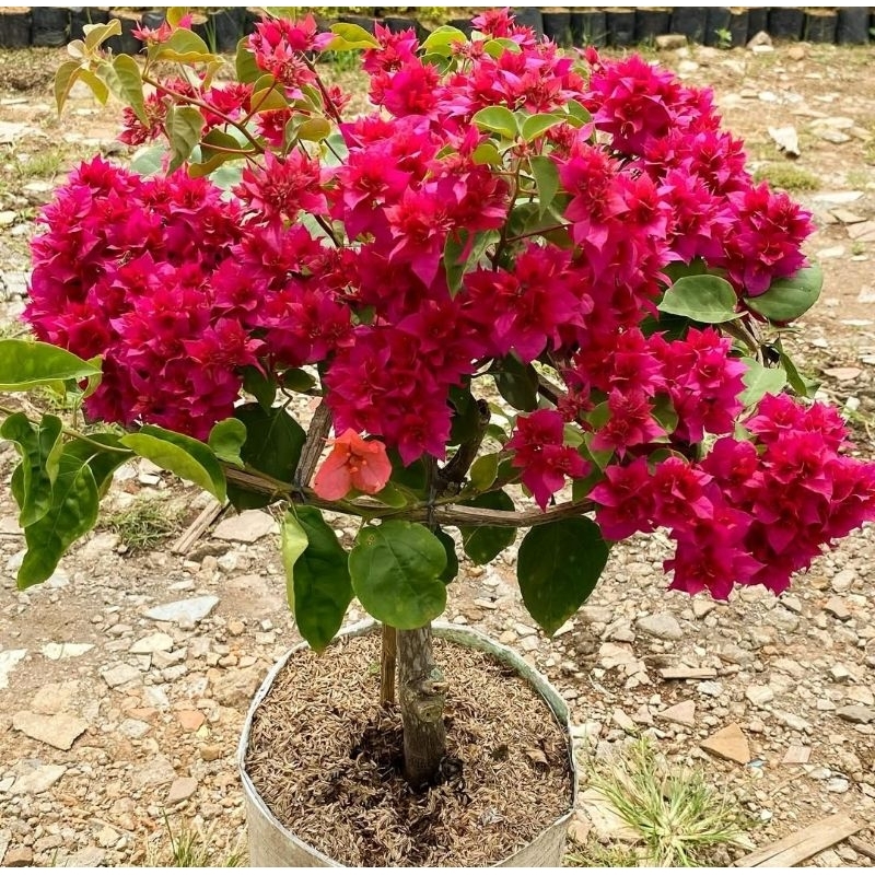 Jual TANAMAN HIAS POHON BUGENVIL BATANG BESAR WARNA MERAH STOK SESUAI ...