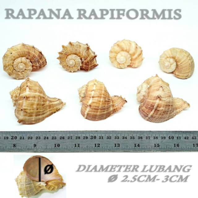 Jual Rapana Rapiformis cangkang shell rumah kelomang keong umang kumang ...
