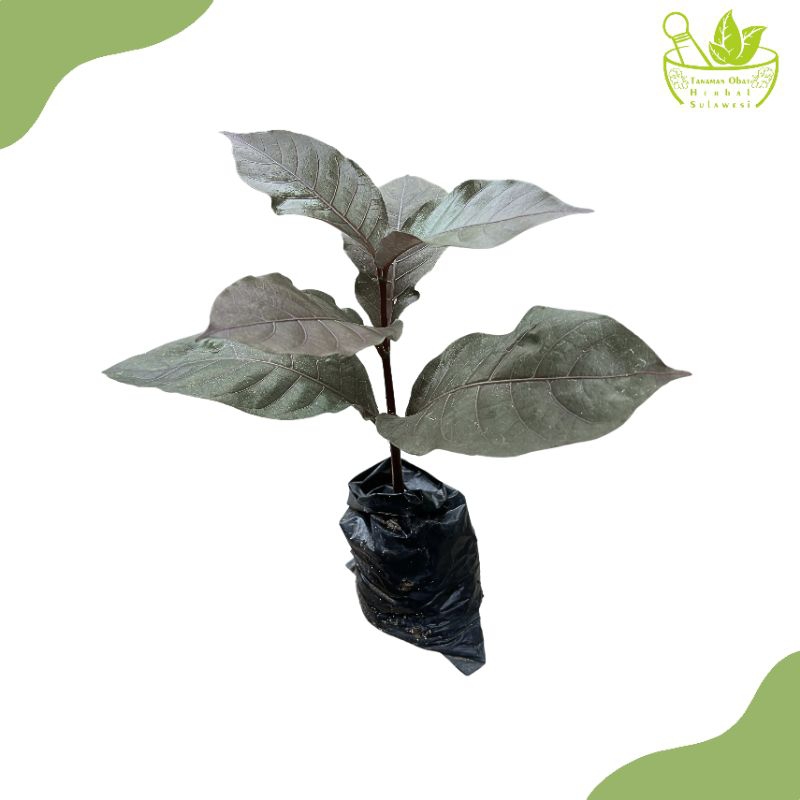 Jual Tanaman Herbal Daun Ungu/Bibit Tanaman Obat Handeuleum | Shopee ...