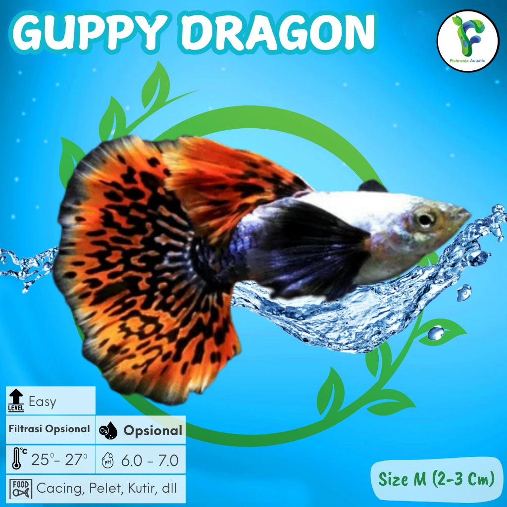 Jual Ikan Hias Guppy Big Ear Dragon / Guppy Dragon - Ikan Hias Air Tawar - Ikan Hias Aquascape ...