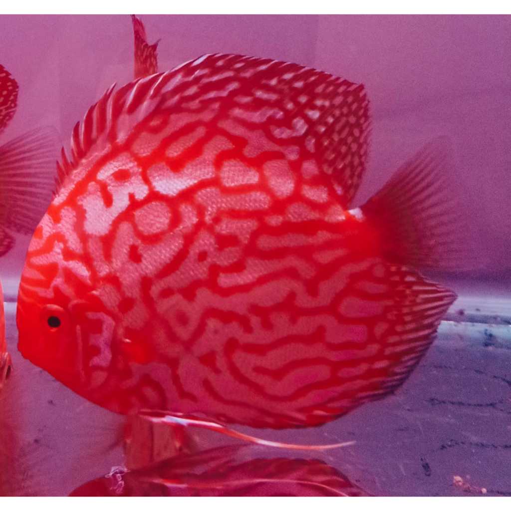 Jual Discus Red Pigeon 2,5 inch s/d 5 inch | Shopee Indonesia