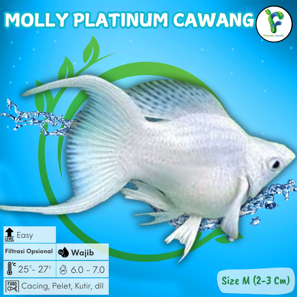Jual Ikan Molly Platinum Balon Cawang Lyretail Grade A Size XL - Ikan ...