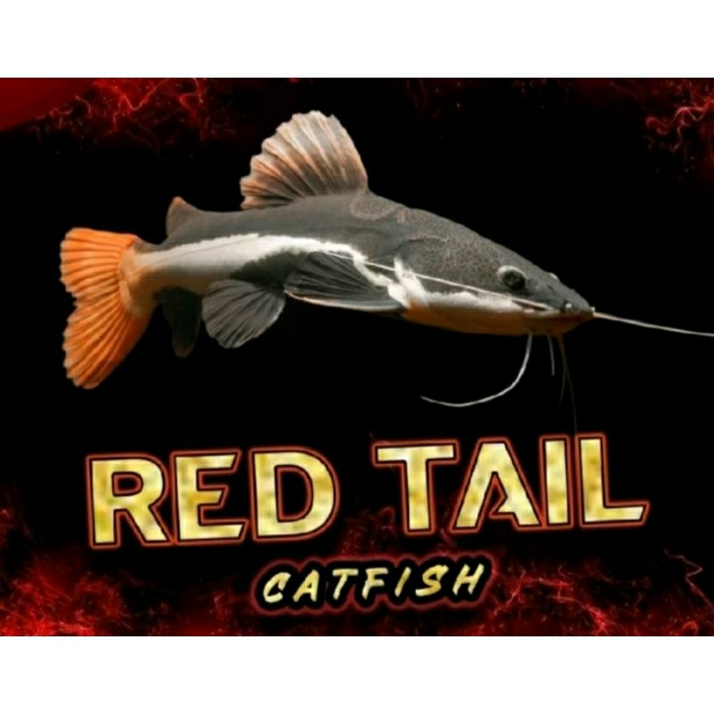 Jual hiasan aquarium!! RTC(RED TAIL FISH) LELE HIAS 7-10 CM | Shopee ...