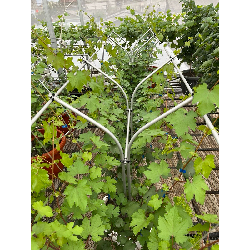 Jual TIANG RAMBATAN ANGGUR TRALIS Y TINGGI 150 cm By TAMAN ANGGUR ...