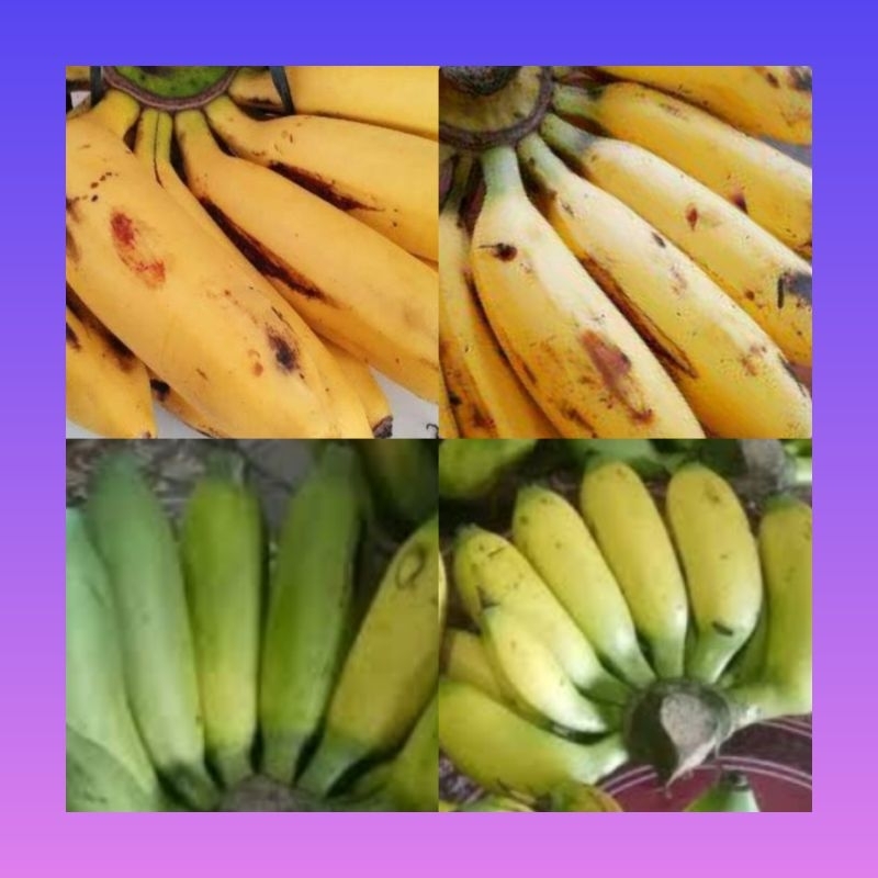 Jual Pisang Bangkawulu segar 1 kg | Pisang uli segar 1 kg | Pisang uli ...
