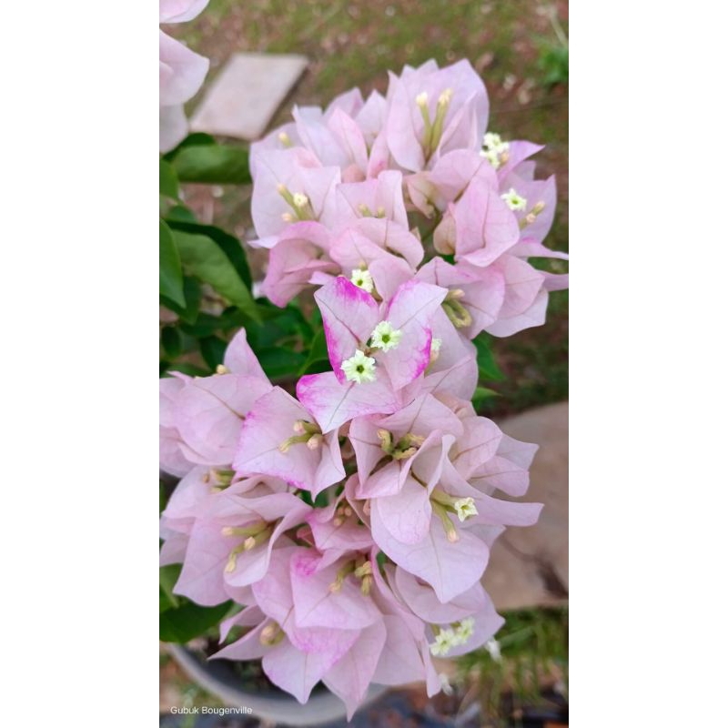 Jual Stek Batang Bougenville Import Citra Cream Shopee Indonesia