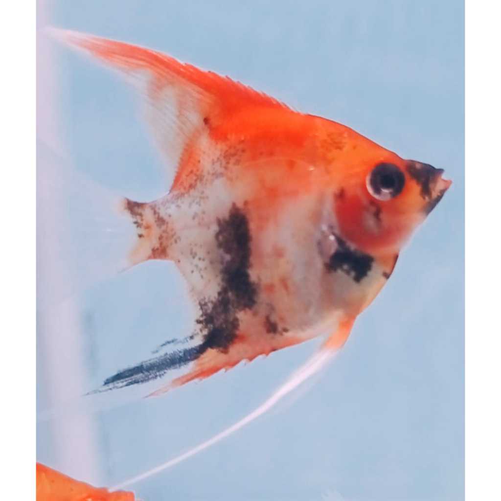 Jual Ikan Manfish Red Devil Ikan Layang Layang 2 cm s/d 8 cm | Shopee ...