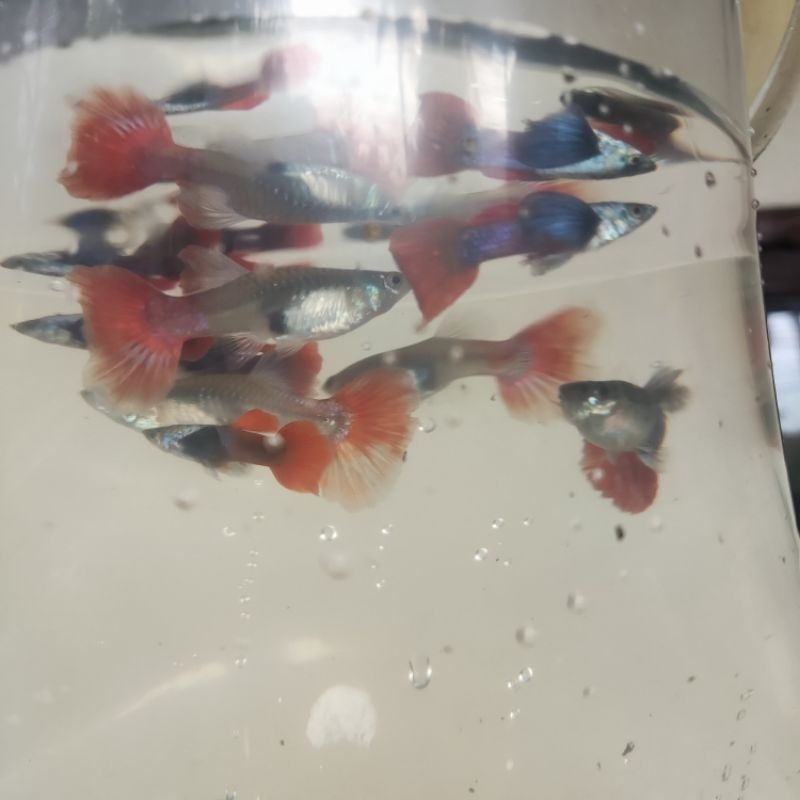 Jual PAKET guppy PRTDE dumbo ear 10 pasang 20 ekor / ikan hias gapi ...
