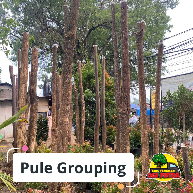 Jual [Hanya Iklan] Pohon Pule Grouping Diameter 15- 25 cm | Shopee ...