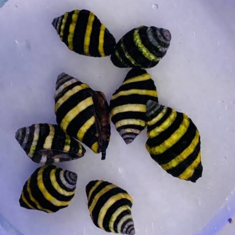 Jual keong tawon bumblebee snail bumble bee snail air laut cleaning ...
