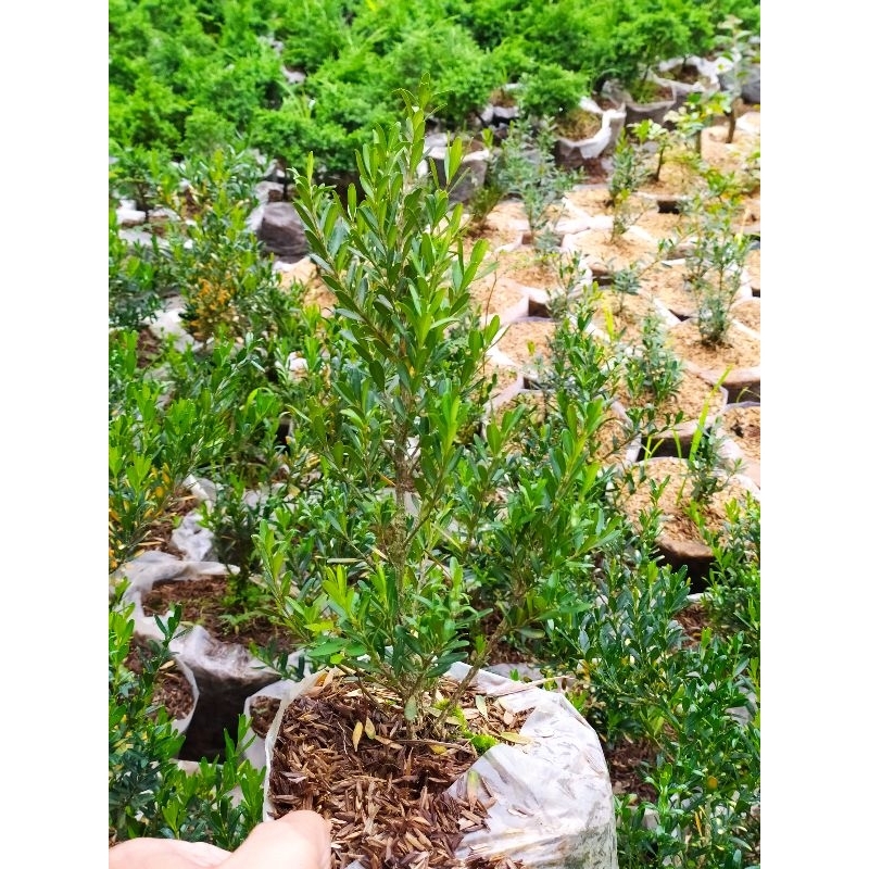 Jual tanaman BOKSUS bahan bonsai | Shopee Indonesia