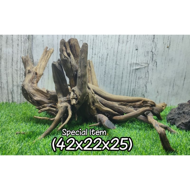Jual akar kayu santigi laut uk