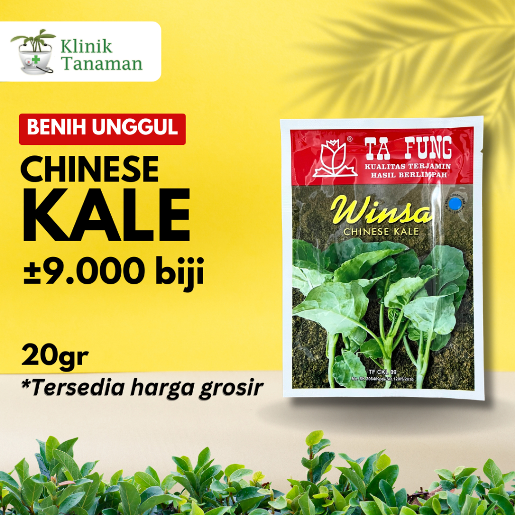 Jual Benih Kailan Chinese Kale Winsa Sharp Leaf 20gr (5.650 Biji) Bibit ...