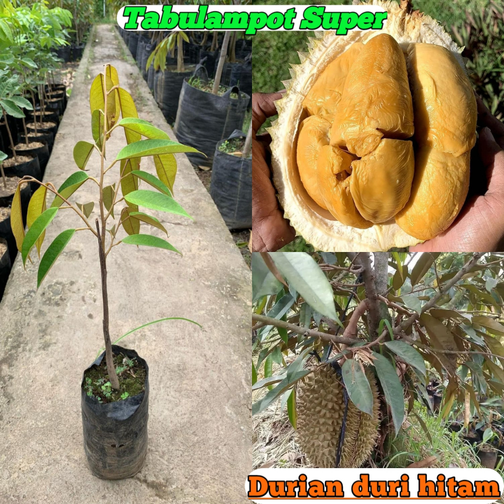 Jual Bibit Durian Duri Hitam Oche Asli Okulasi Super Unggul Cepat Berbuah Tanaman Buah Durian ...