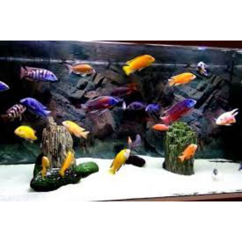 Jual berbagai jenis african cichlid fosso,chamso,bucco ,eureka dll ...