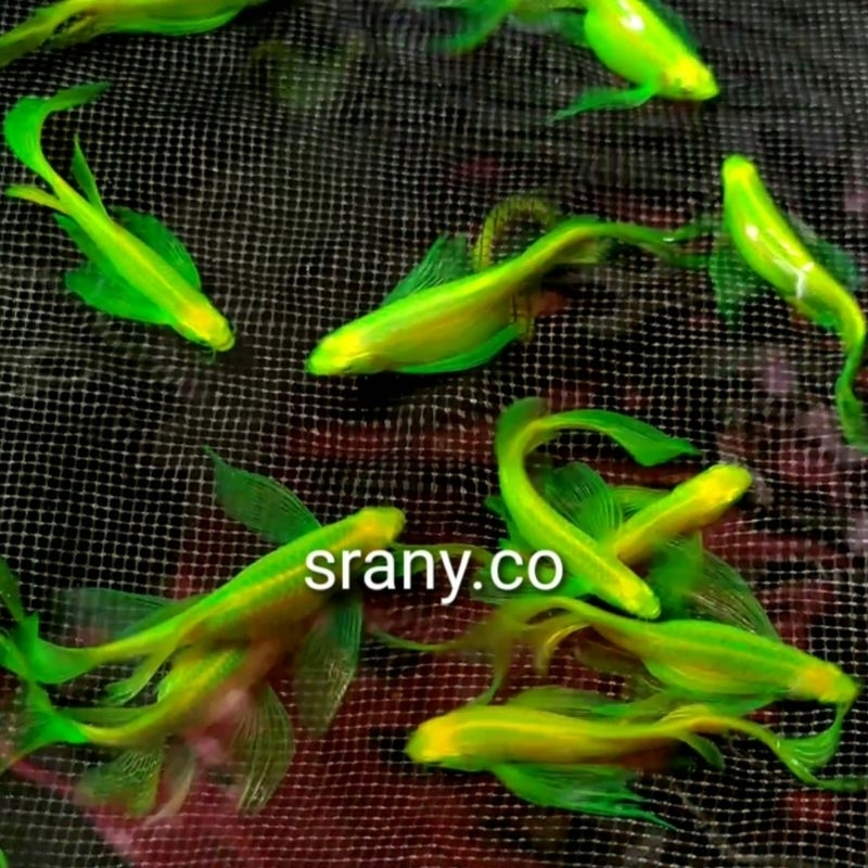 Jual sticker ikan danio slayer | Shopee Indonesia
