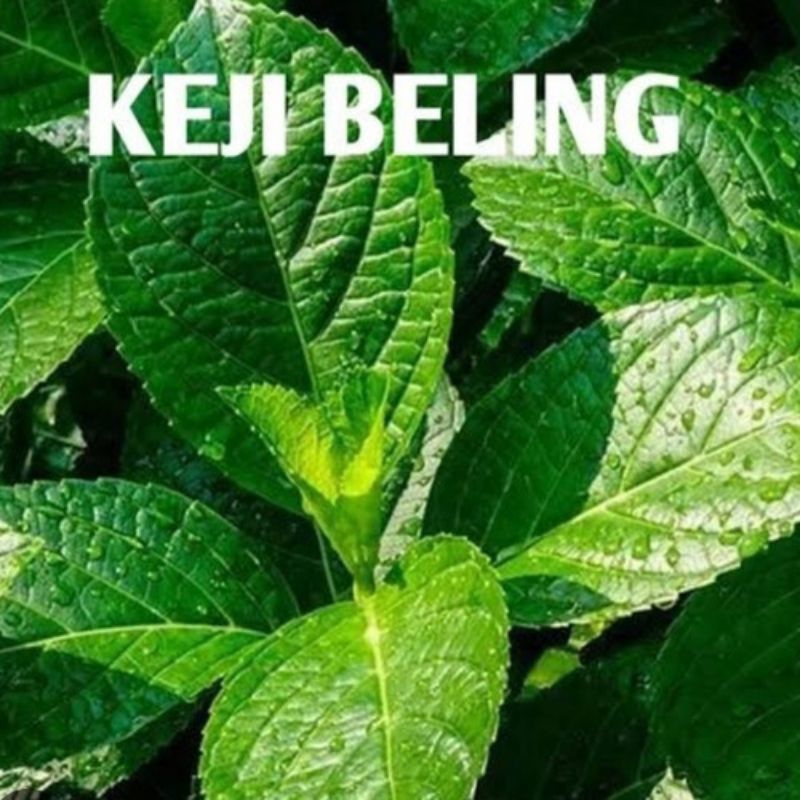 Jual Daun Keji Beling Kering Pecah Beling Kering 50 gram | Shopee Indonesia