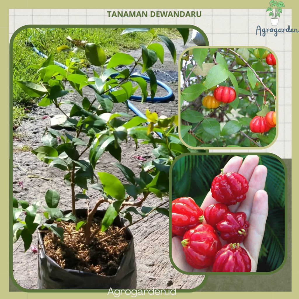 Jual Tanaman Buah Dewandaru - Suriname Cherry Bibit buah dewandaru atau ...