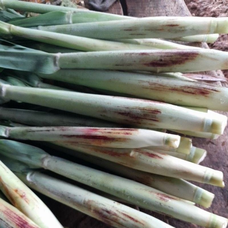 Jual terubus/turubuk/telor tebu.1kg | Shopee Indonesia