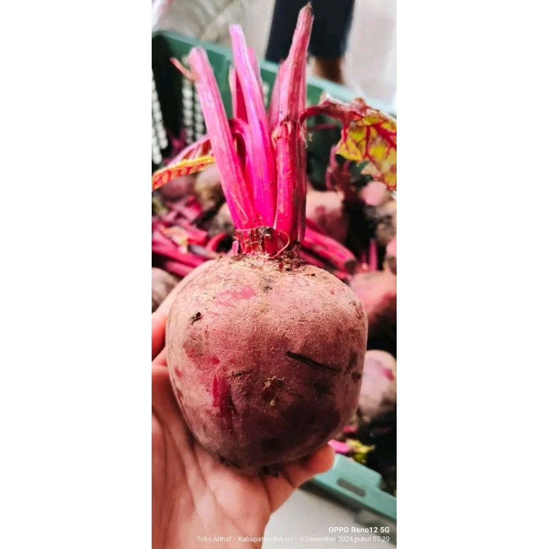 Jual BUAH BIT / BUAH BEET ROOT PER 500GR | Shopee Indonesia
