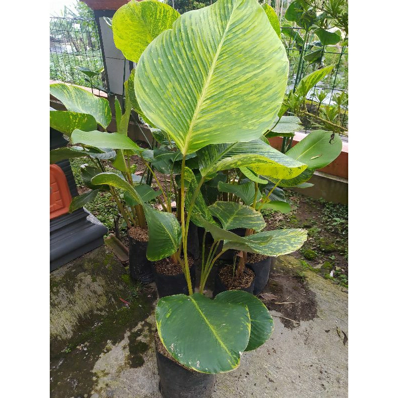 Jual calatea pisang varigata tinggi 1meteran | Shopee Indonesia
