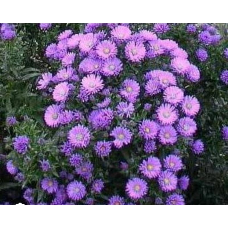 Jual Tanaman Hias Aster Peacock Beli 2 Bonus 2 Miana | Shopee Indonesia