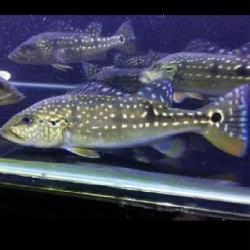 Jual Hiasan aquarium predator peacok bass pinima | Shopee Indonesia